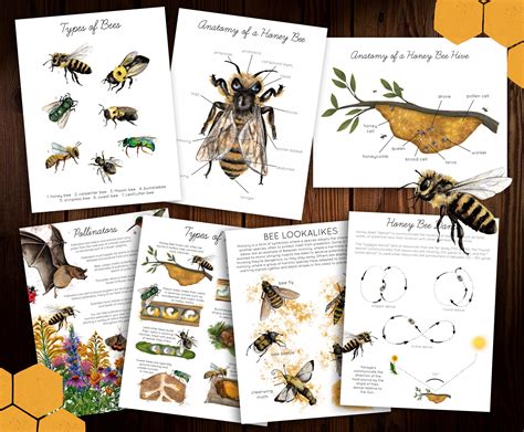 Bee Unit Study Stephanie Hathaway Designs