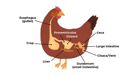5. Digestive Systems in Farm Animals