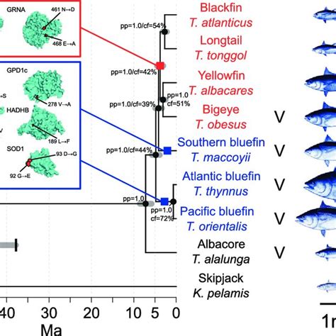 Genetic Structure In Tuna A Admixture Plot Showing The Estimated