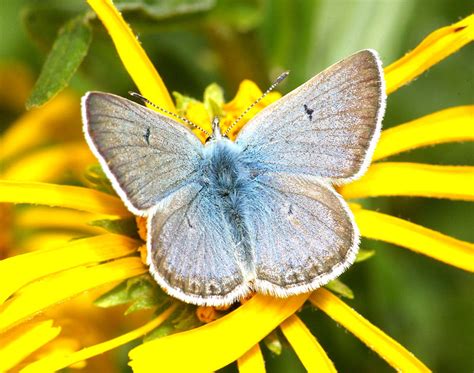 Blue Butterflies, species, facts and photographs