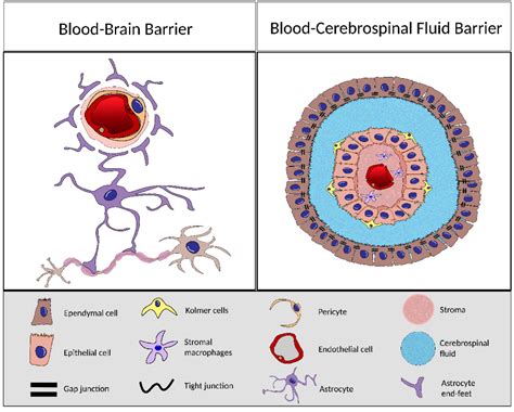 Choroid Plexus Anatomy