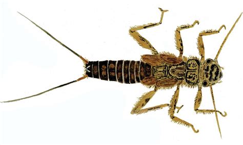 Understanding Basic Entomology Is Killer Fly Life Magazine