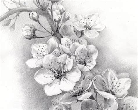 Dibujos A Lápiz De árboles De Cerezo En Flor