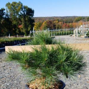 Best Pine Trees To Grow In Missouri PlantNative Org