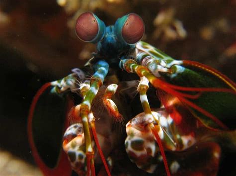 Shrimps Communicate Using A Secret Polarized Light Language