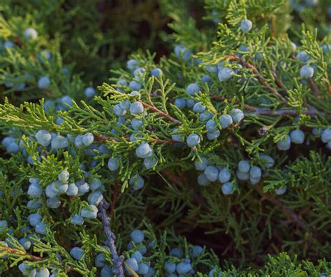 Alligator Juniper Plant Care And Growing Guide Gardening Den