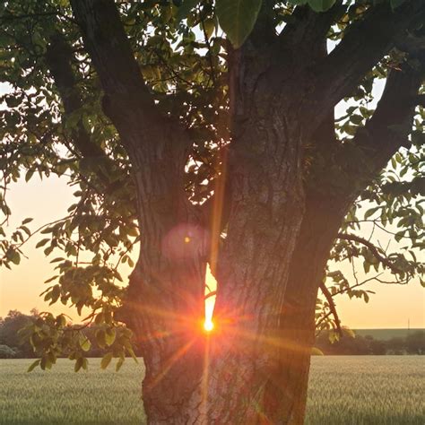 Premium Photo A Tree With The Sun Shining Through It