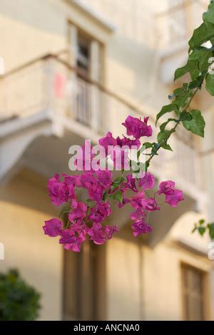 Closeup Of Purple Bracts Of Bougainvillea Glabra On Mediterranean White