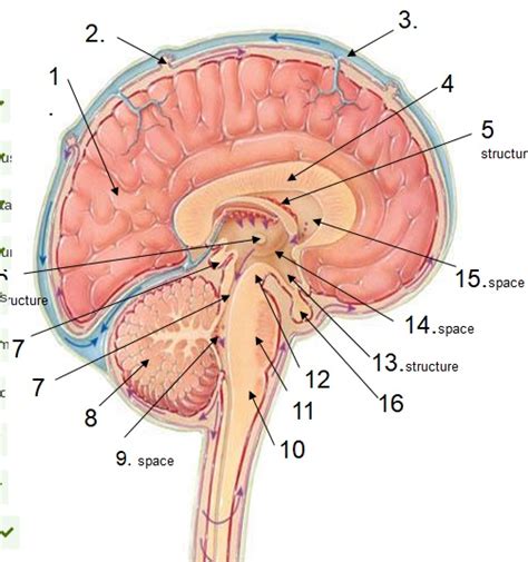 CSF Quiz Diagram Quizlet
