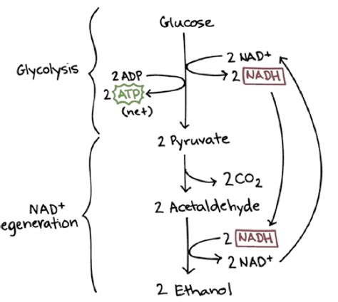 BISC 220 Lab Final Flashcards Quizlet