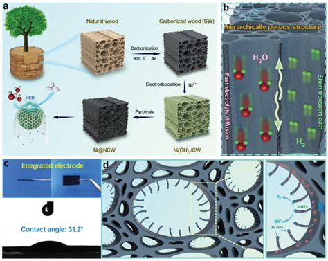 A Schematic Of The Freestanding Hierarchically Porous Carbon Download Scientific Diagram
