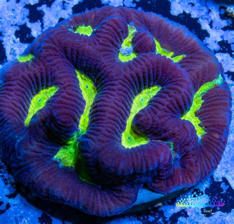 Favia Coral Lps Favia Frag Wysiwyg Zeo Box Reef Aquaculture