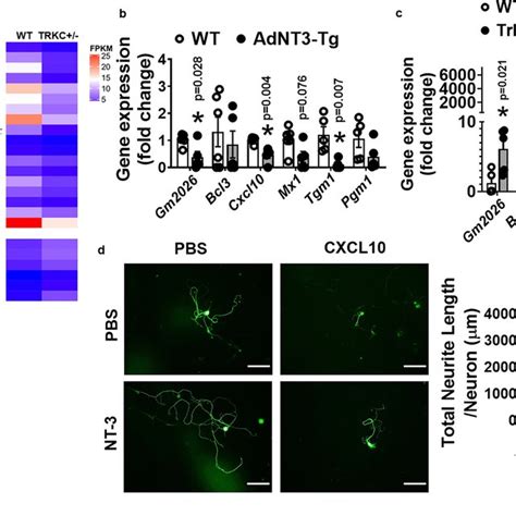Nt 3 Trkc Regulates Sympathetic Ganglia Neuronal Activity A B