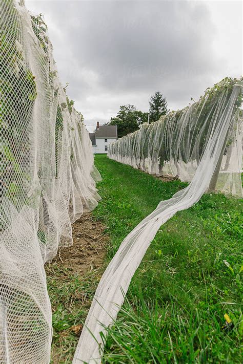 bird netting protection at wine vineyard by stocksy contributor