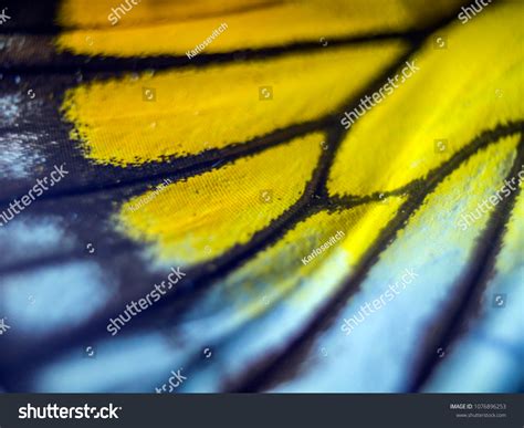 Butterfly Under Microscope