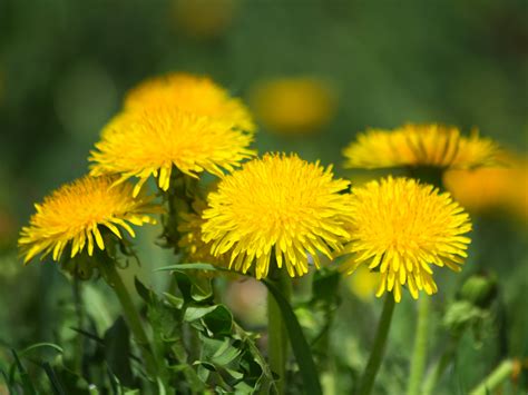 Dandelion A Foraging Guide To Its Food Medicine And Other Uses