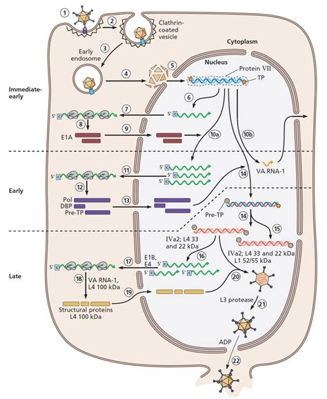 Adenovirus Replication Cycle Diagram Quizlet