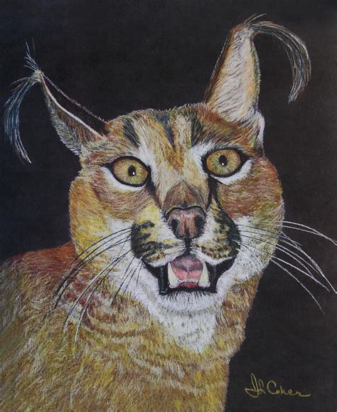 Caracal Drawing By Judy Coker Fine Art America
