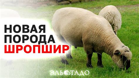 Новая порода овец из Англии Шропшир Овцы и бараны мясошёрстного направления Овцеводство
