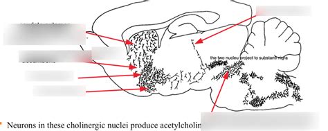 Diagram Of Brain Localization Of Cholinergic Neurons Quizlet