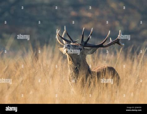 A Majestic Red Deer Stag Cervus Elaphus A 14 Pointer With Enormous Antlers Showing Off During
