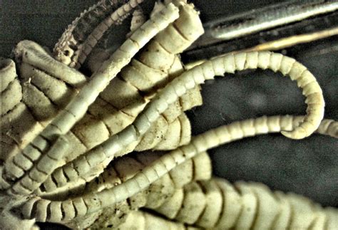 Worms World Register Of Marine Species