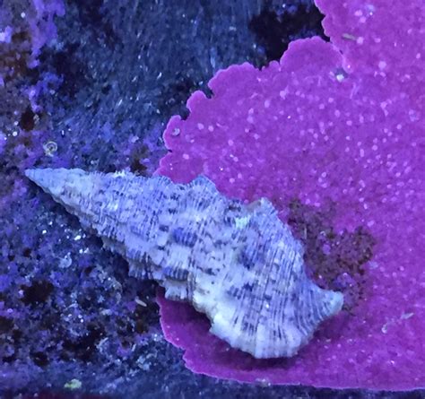 Tank Cleaners Florida Cerith Reef Cleaners