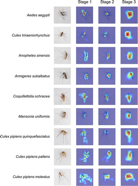 Attention Visualization Of Representative Mosquitoes Of The Genera Ae Download Scientific