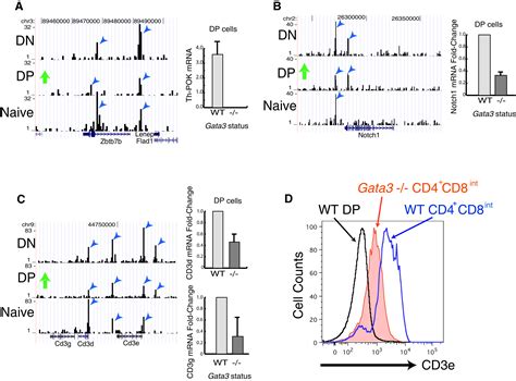 Genome Wide Analyses Of Transcription Factor Gata3 Mediated Gene