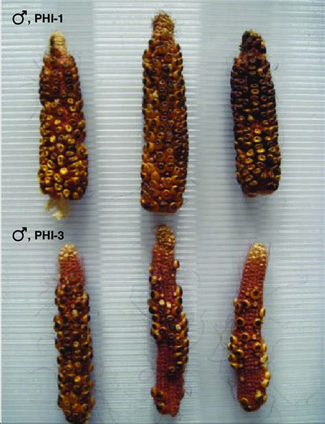 Female Synthetic Population Sa Figure 4 Female B73 Download