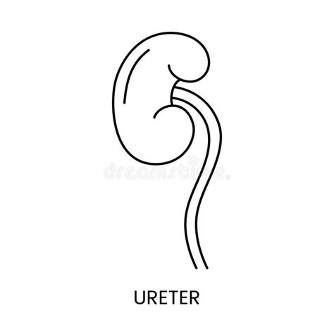 The Human Urinary System Is A Set Of Anatomical Line Icons In Vector