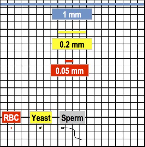 Hemocytometer Square Size • Hemocytometer
