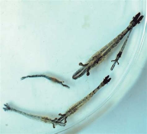 Balebete Baunajuku Penyakit Monodon Baculo Virus