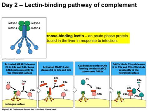 Lectin Pathway Flashcards Quizlet