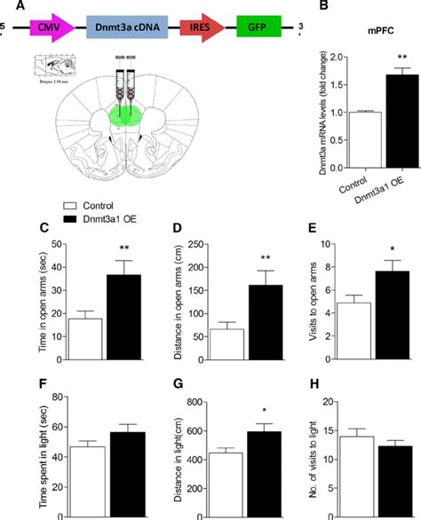 Mpfc Dnmt3a1 Overexpression Reduces Baseline Anxiety In Adult Mice A Download Scientific