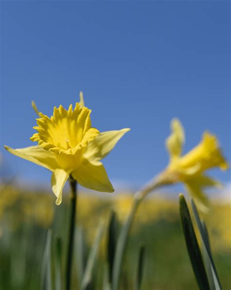 Sunfall Center Panel By Carol Henry Susan Spiritus Gallery