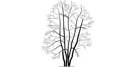 Without Leaf View Of Tree Design And View Of Trunk And Its Branch View Dwg File Cadbull