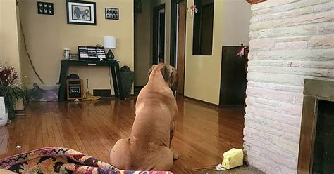 Big Ass Dog Album On Imgur