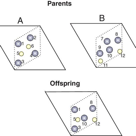Schematic Representation Of A Crossover Operation With Atoms Numbered Download Scientific