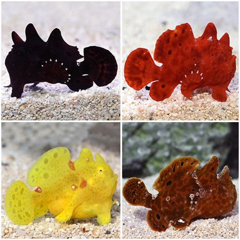 Saltwater Angler Fish