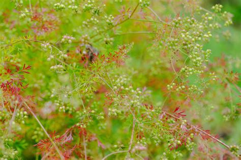 รูปภาพcorriander เลือกดูภาพถ่ายสต็อก เวกเตอร์ และวิดีโอ1 659 Adobe Stock