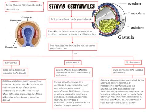 Capas Germinativas Pdf