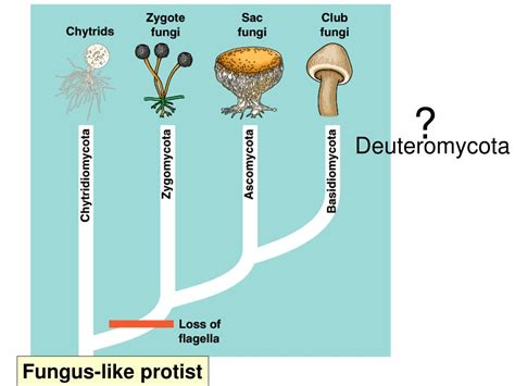 Ppt Fungi Powerpoint Presentation Free Download Id755175