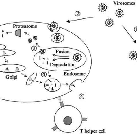 Diagrammatic Representation Of The Interplay Of Virosomes With The
