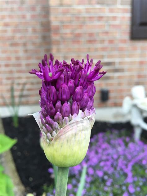 Bloom Allium Foto Gratuita No Pixabay Pixabay