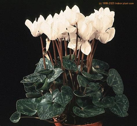 Cyclamen Miracle Sib