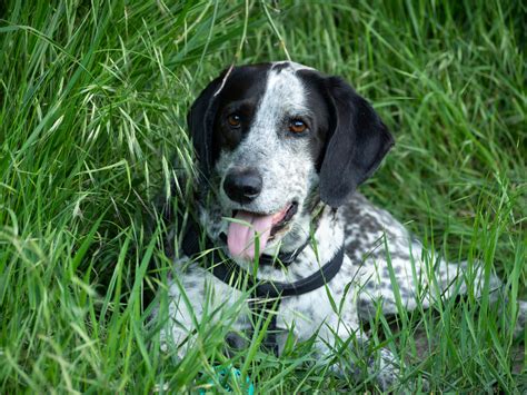 Uncovering English Pointer History Origins And Evolution