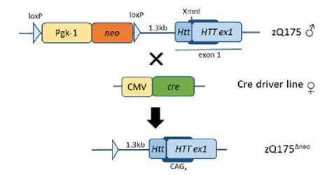 schematic representation of the generation of the zq175 Δneo mouse line