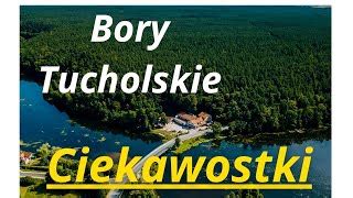 Bory Tucholskie Jedno Z Najpi Kniejszych Miejsc W Pol Doovi