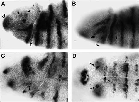 Other Head Specific Regulatory Interactions En And Hh Are Ectopically Download Scientific
